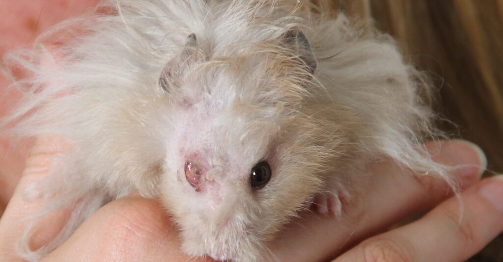 Identifica y TRATA AFECCIONES OCULARES en HÁMSTERES