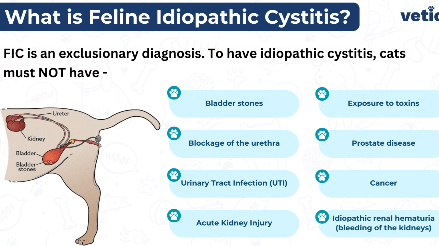 CISTITIS INTERSTICIAL FELINA: Causas y Tratamientos Efectivos