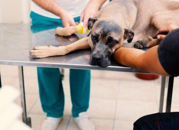 SÍNDROME DEL SHOCK TÓXEMICO en PERROS: Guía Esencial