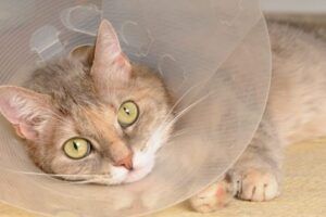 CUIDA y TRATA las HERIDAS en GATOS