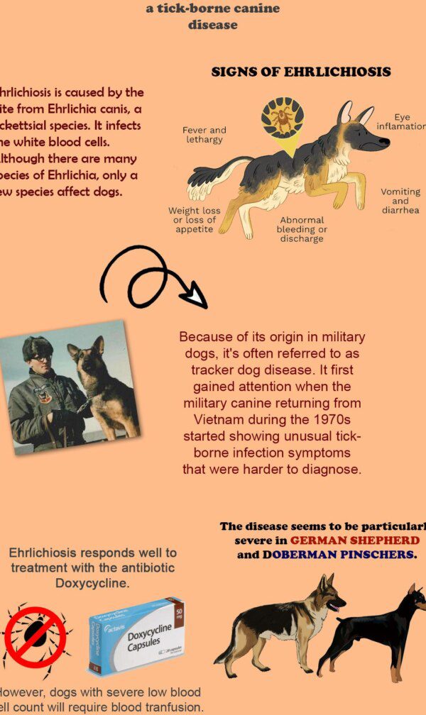 Se Puede Curar La Ehrlichiosis En Perros