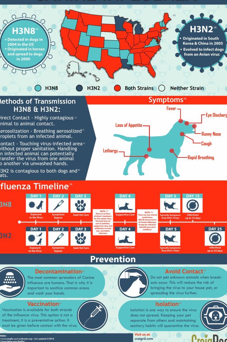 Infección RESPIRATORIA CANINA: Guía ESENCIAL para Perros