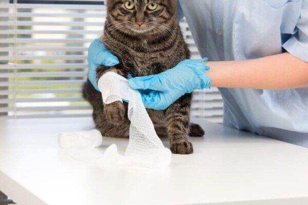 CUIDA a tu GATO: Prevención y TRATAMIENTO de Lesiones