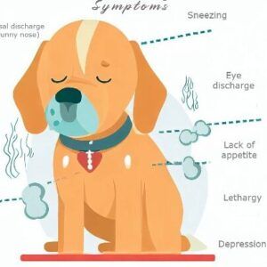 TRAQUEOBRONQUITIS CANINA: Síntomas y TRATAMIENTOS EFECTIVOS