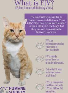 EL SIDA EN GATOS: SÍNTOMAS y TRATAMIENTO Eficaz
