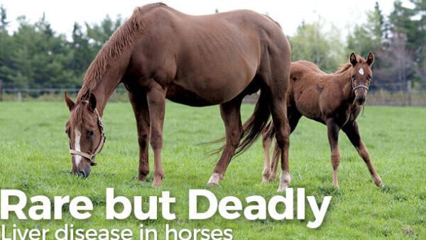 CUIDADO EFECTIVO para CABALLOS con HÍGADO ENFERMO
