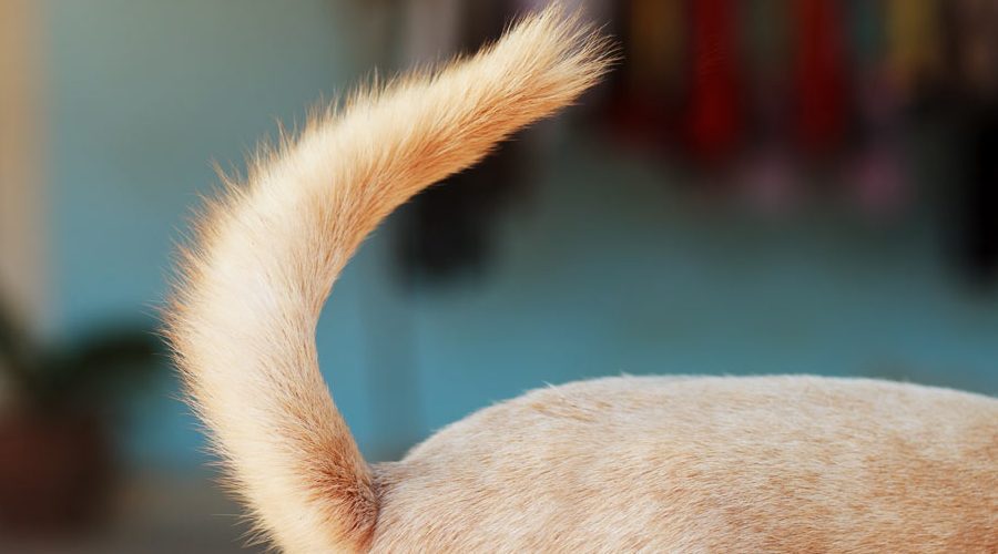 ABORDAJE del SÍNDROME de la COLA de GATO en PERROS