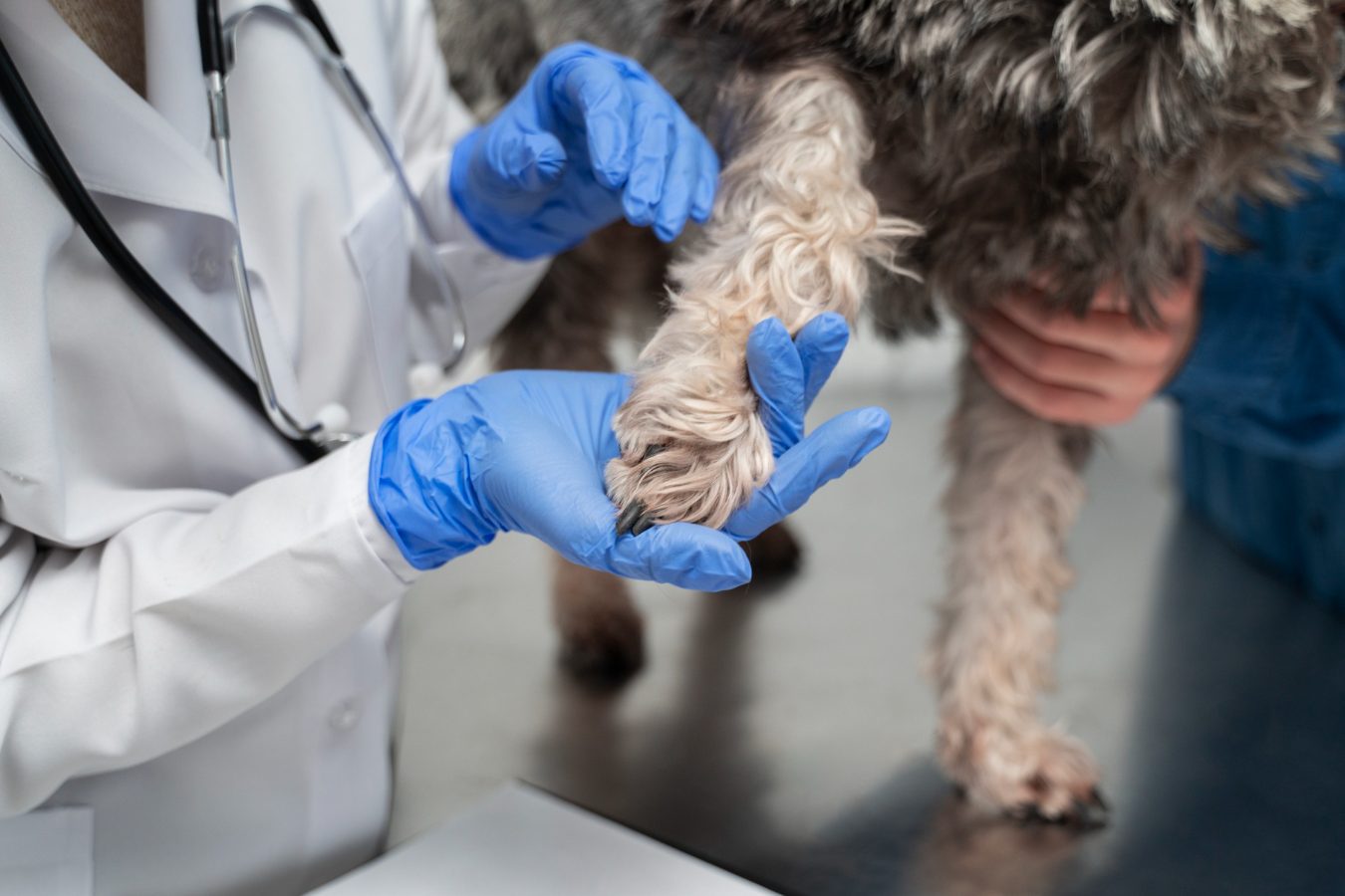 TÉCNICAS AVANZADAS en CIRUGÍA ORTOPÉDICA Canina