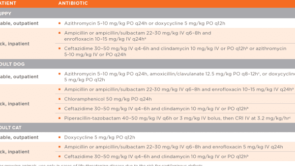 Pododermatitis en Perros: CUIDADO y TRATAMIENTO EFECTIVO