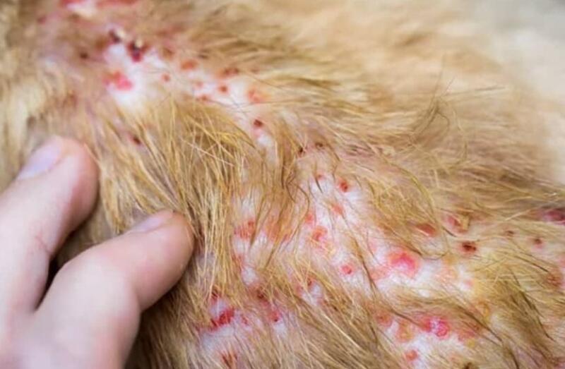 DERMATITIS MILIAR FELINA: SIGNOS y TRATAMIENTO Efectivo