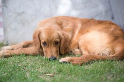 LETARGO y DEBILIDAD en PERROS: Diagnóstico y Tratamiento
