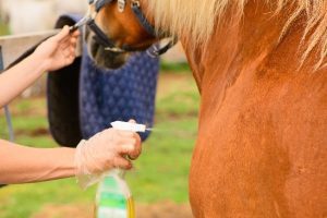 ESTRATEGIAS para CONTROL de MOSCAS y PARÁSITOS en Caballos